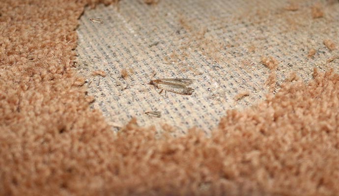 Moth Repellent Services for Rugs